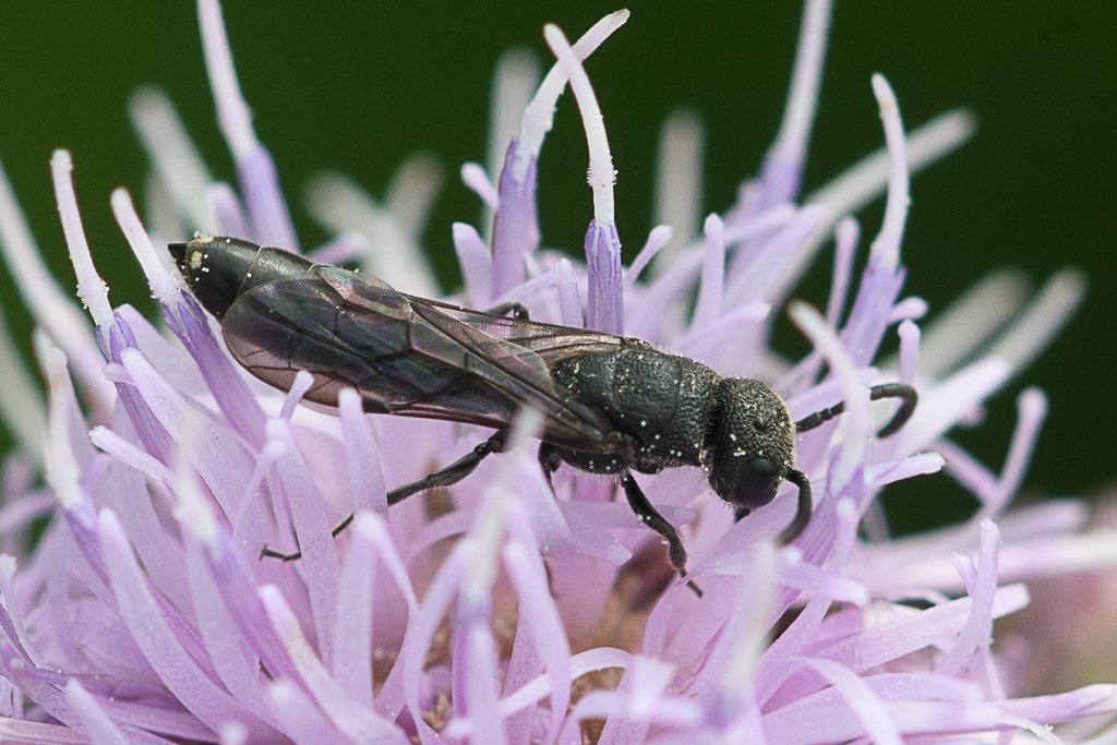 Réf. 235499 — INSECTA > Hymenoptera > Sapygidae > Sapygina decemguttata ...