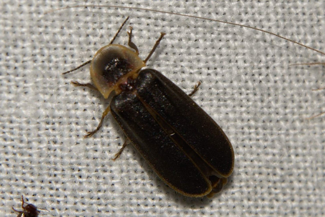 Réf. 235001 — INSECTA > Coleoptera > Lampyridae > Lampyris noctiluca ...
