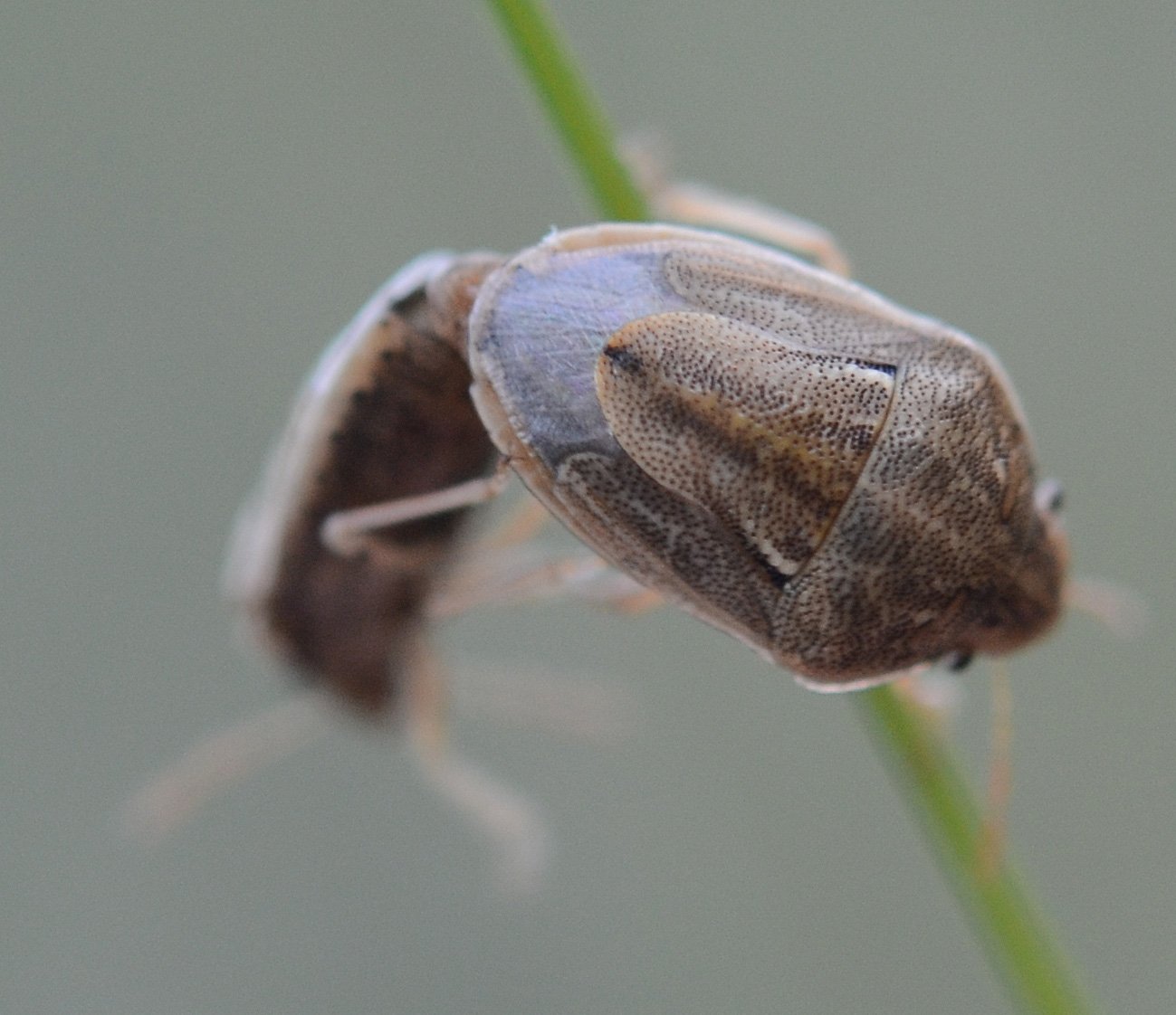 Réf. 235289 — INSECTA > Heteroptera > Pentatomidae > Neottiglossa ...
