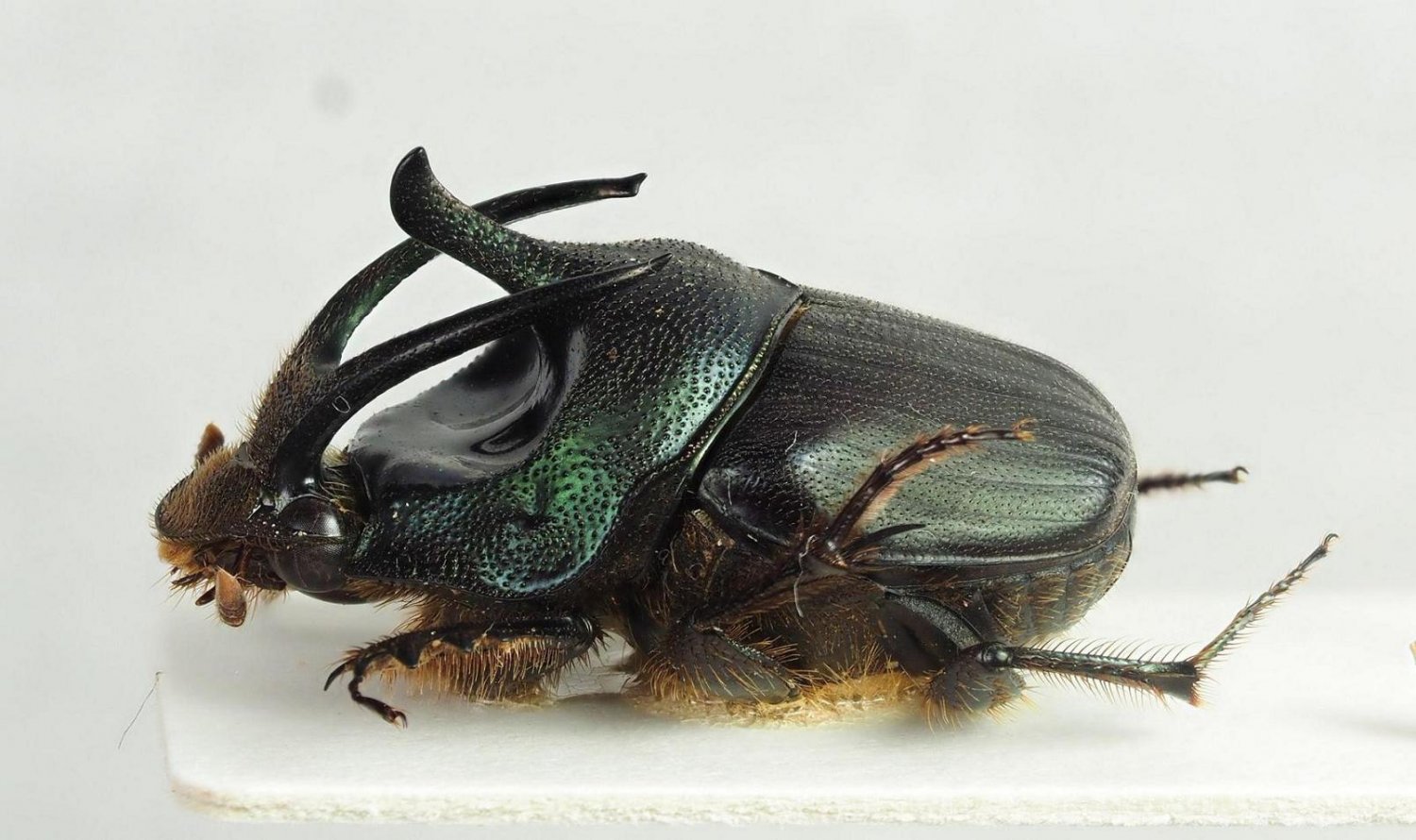 Réf. 235576 — INSECTA > Coleoptera > Scarabaeidae > Onthophagus ...