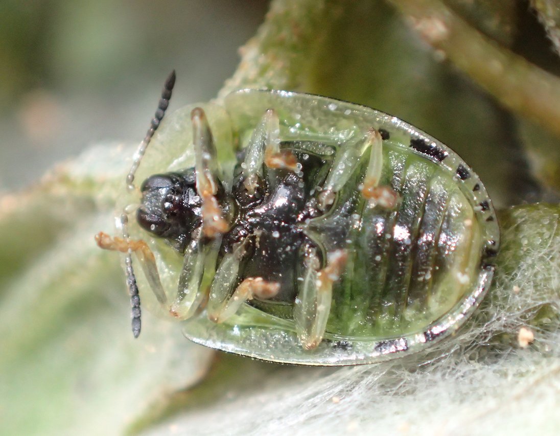 Réf. 235953 — INSECTA > Coleoptera > Chrysomelidae > Cassida (Cassida ...