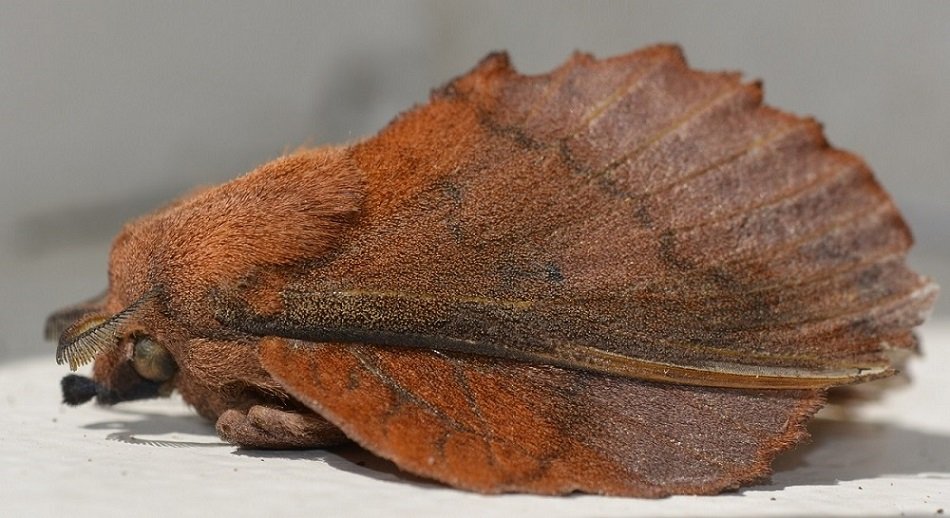 Réf. 236297 — INSECTA > Lepidoptera > Lasiocampidae > Gastropacha ...