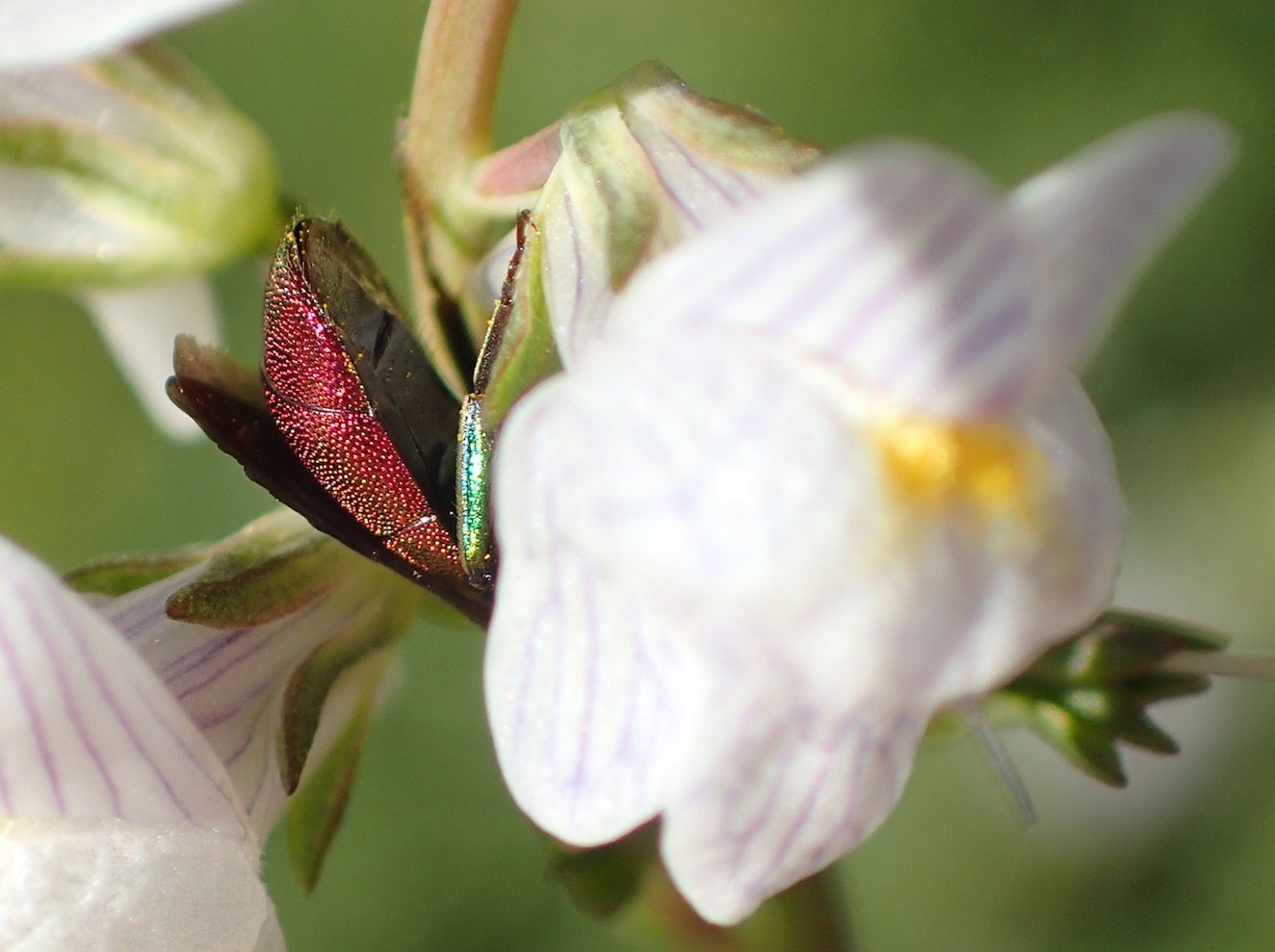 Réf. 236661 — INSECTA > Hymenoptera > Chrysididae > Hedychrum rutilans ...