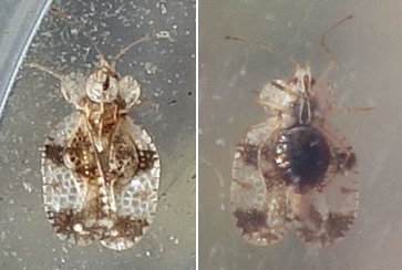 Réf. 236704 — INSECTA > Heteroptera > Tingidae > Stephanitis ...