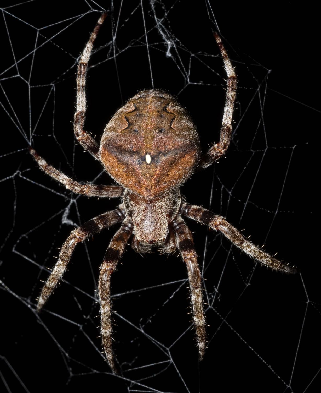 Réf. 237074 — ARACHNIDA > Araneae > Araneidae > Araneus angulatus - www ...