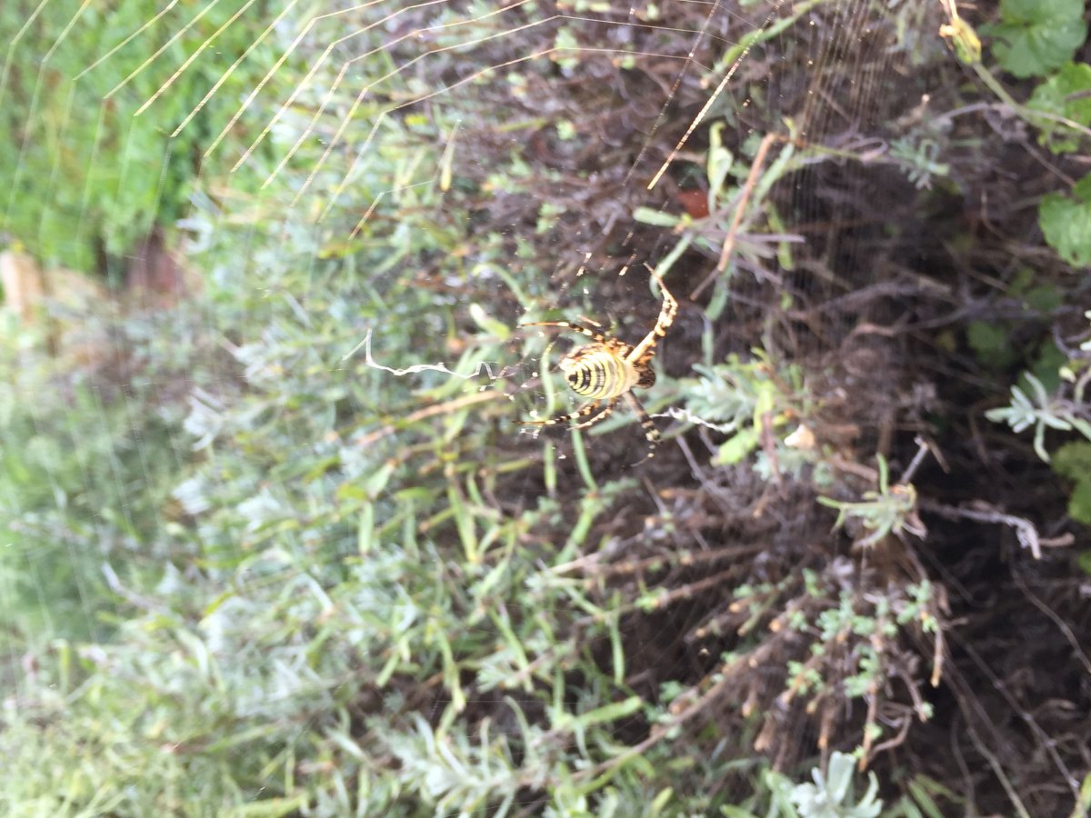 Réf. 238884 — ARACHNIDA > Araneae > Araneidae > Argiope bruennichi ...