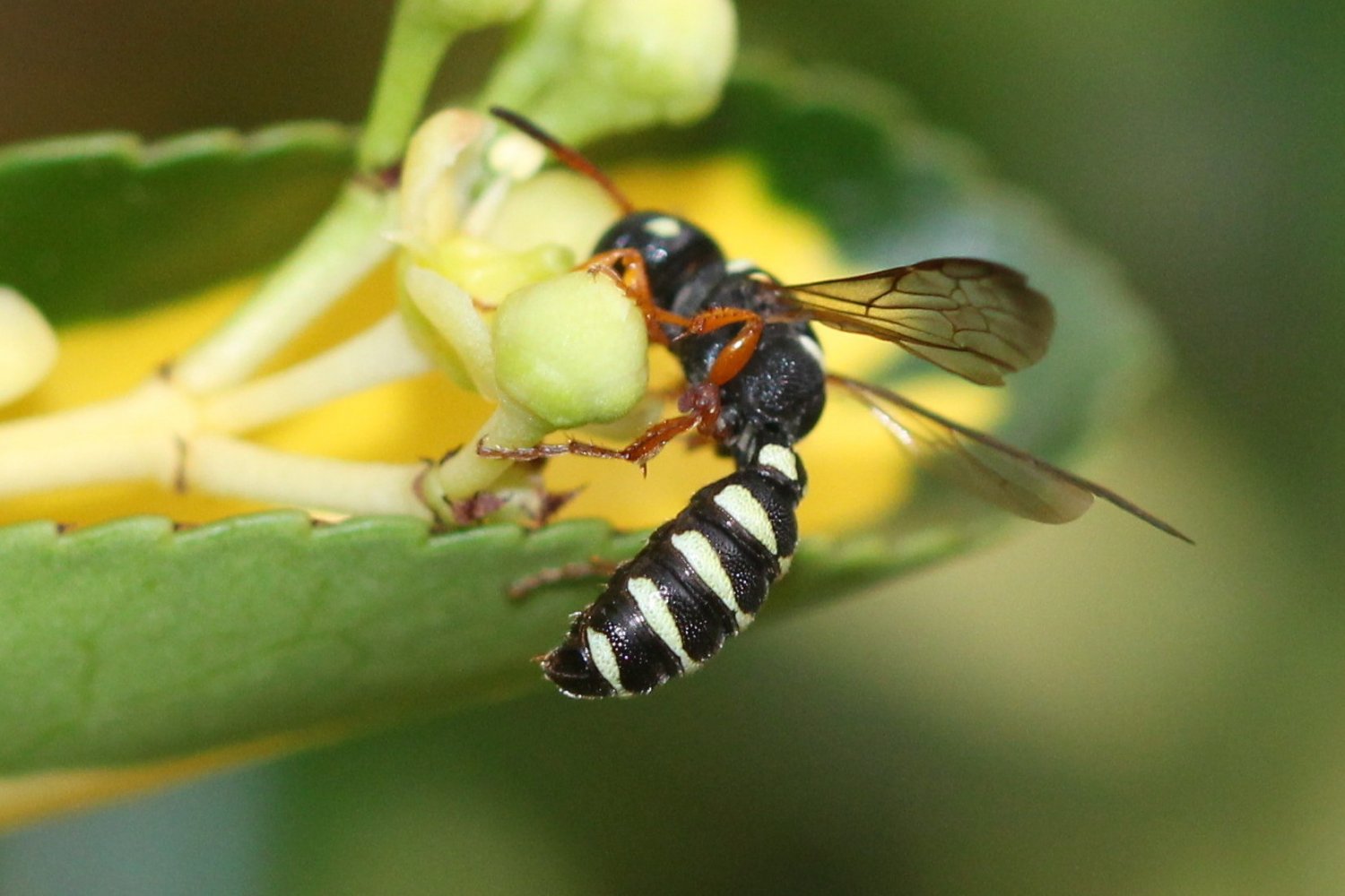 Réf. 238516 — INSECTA > Hymenoptera > Philanthidae > Cerceris ...
