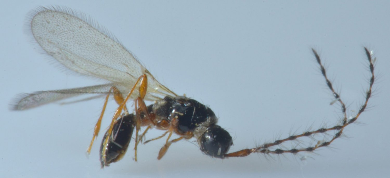 Réf. 239583 — INSECTA > Hymenoptera > Diapriidae > Trichopria sp. - www ...