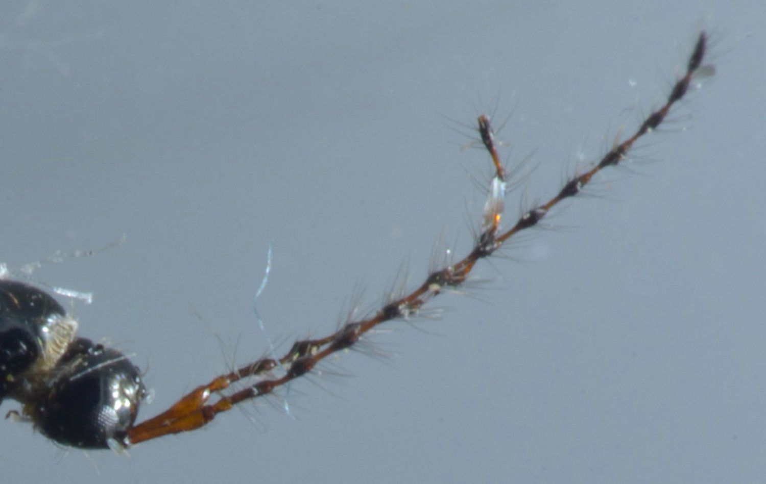 Réf. 239585 — INSECTA > Hymenoptera > Diapriidae > Trichopria sp. - www ...