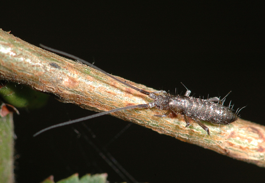 Réf. 24314 — ENTOGNATHA > Collembola > Tomoceridae > Pogonognathellus ...