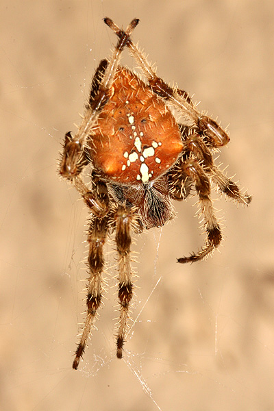 Réf. 24017 — ARACHNIDA > Araneae > Araneidae > Araneus pallidus - www ...