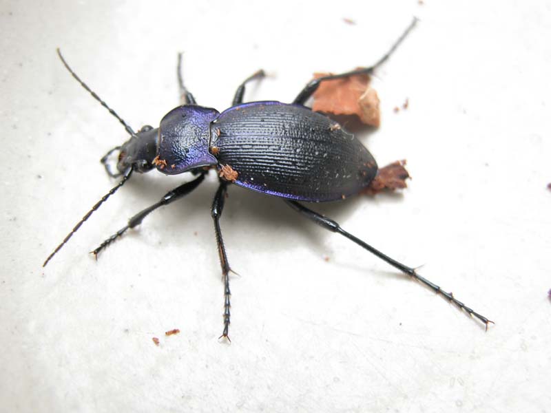 Réf. 24936 — INSECTA > Coleoptera > Carabidae > Carabus (Mesocarabus ...