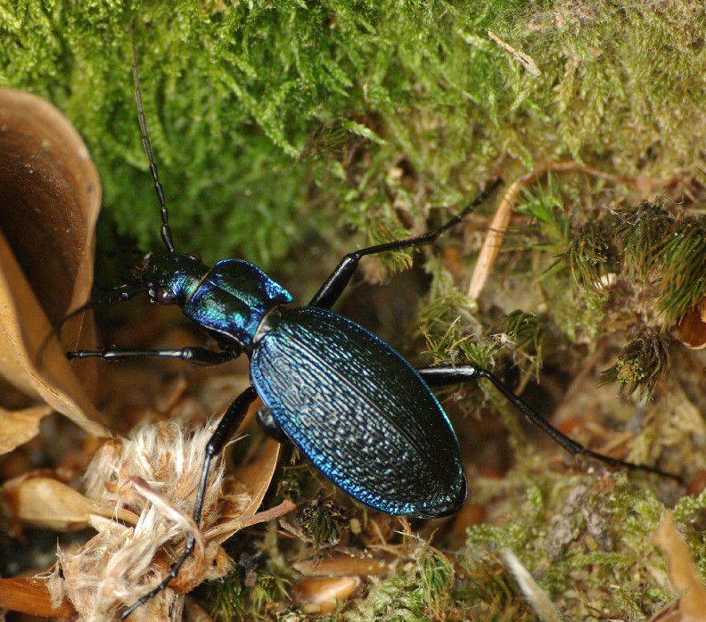 Réf. 24357 — INSECTA > Coleoptera > Carabidae > Carabus (Chaetocarabus ...