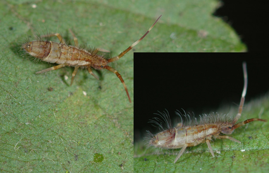 Réf. 24915 — ENTOGNATHA > Collembola > Entomobryidae > Orchesella ...