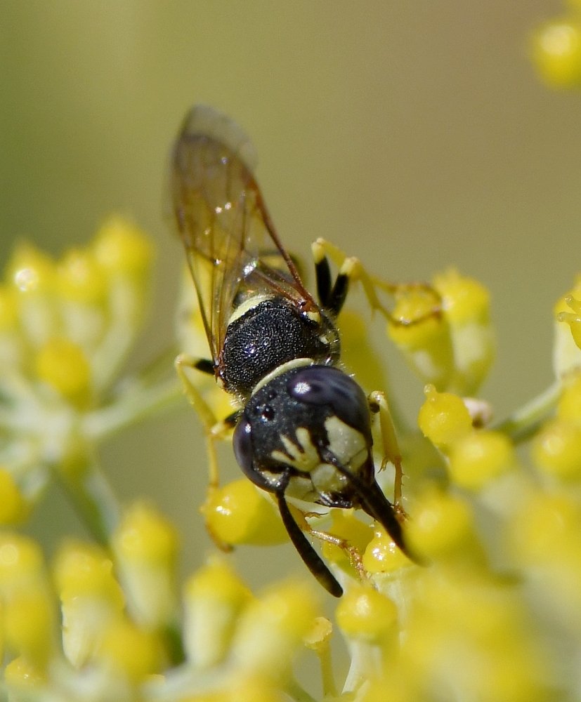 Réf. 240183 — INSECTA > Hymenoptera > Philanthidae > Philanthus ...