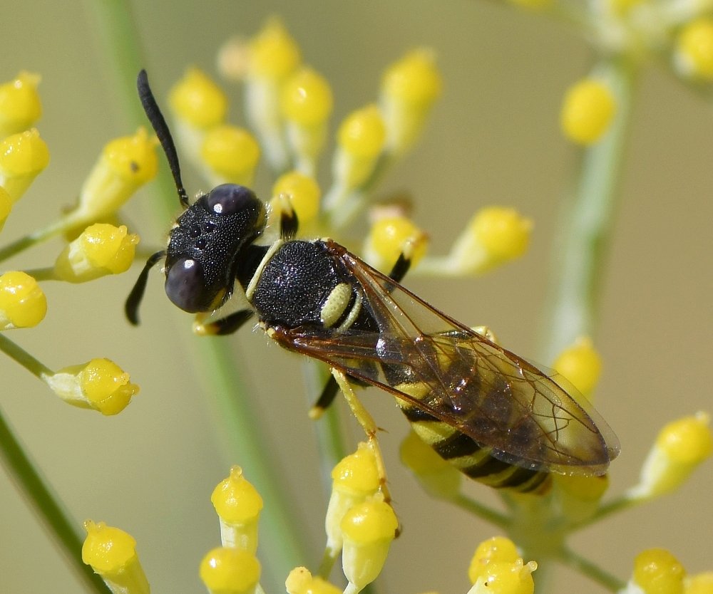 Réf. 240182 — INSECTA > Hymenoptera > Philanthidae > Philanthus ...