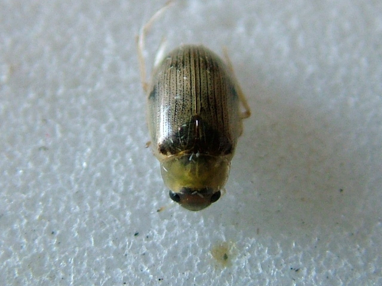 Réf. 240110 — INSECTA > Coleoptera > Hydrophilidae > Berosus (Enoplurus ...