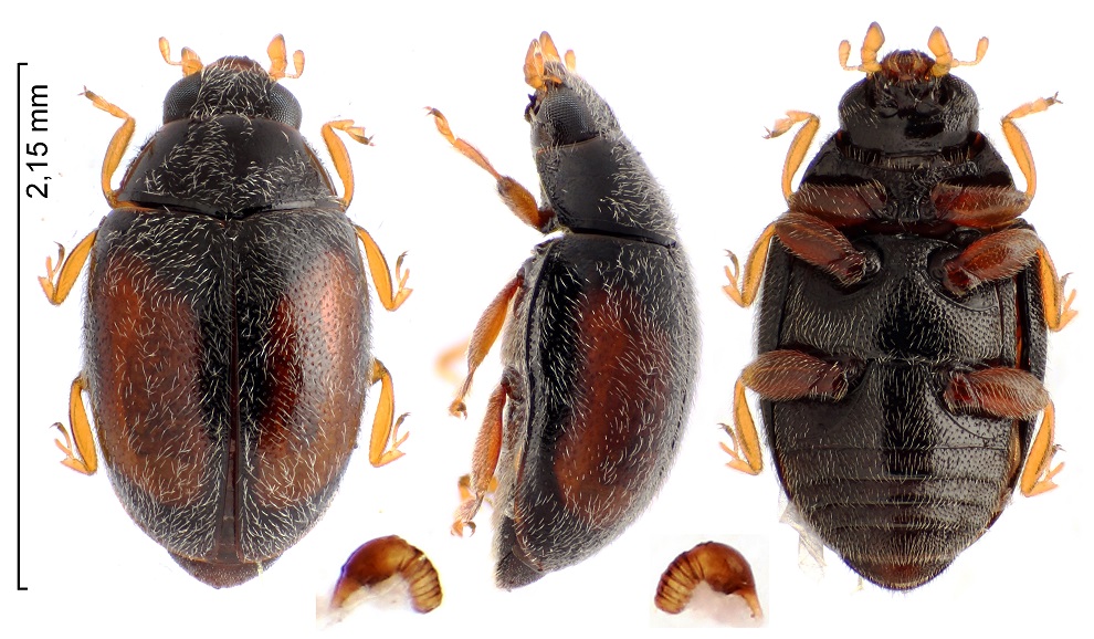 Réf. 240787 — INSECTA > Coleoptera > Coccinellidae > Nephus (Nephus ...