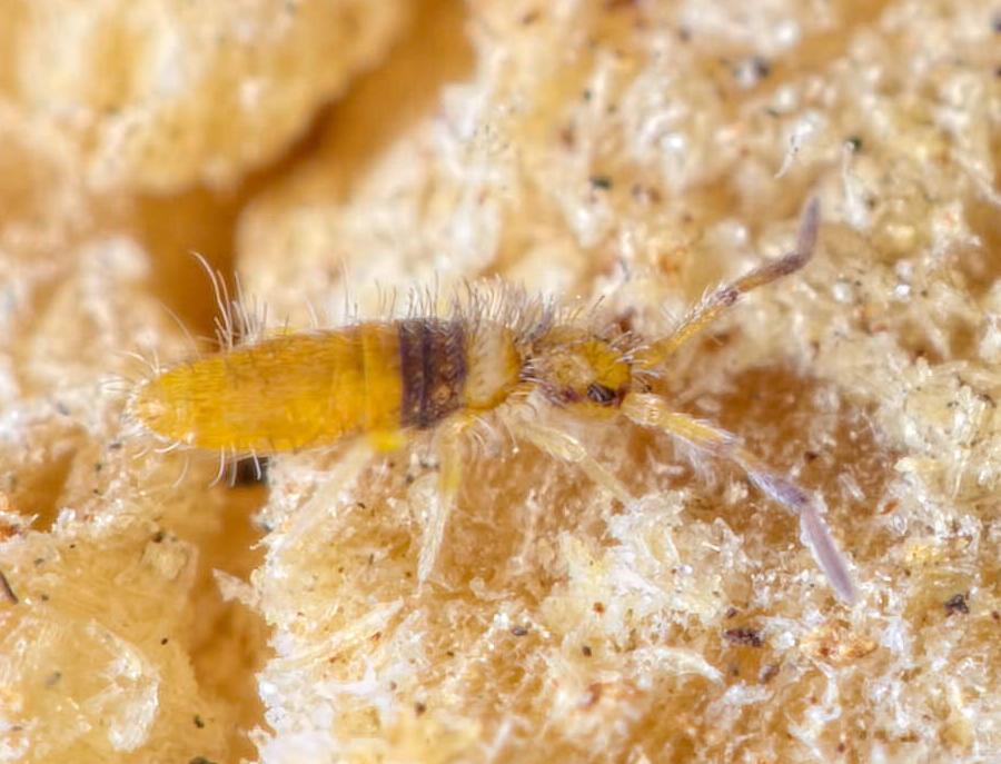 Réf. 240554 — ENTOGNATHA > Collembola > Entomobryidae > Entomobrya ...