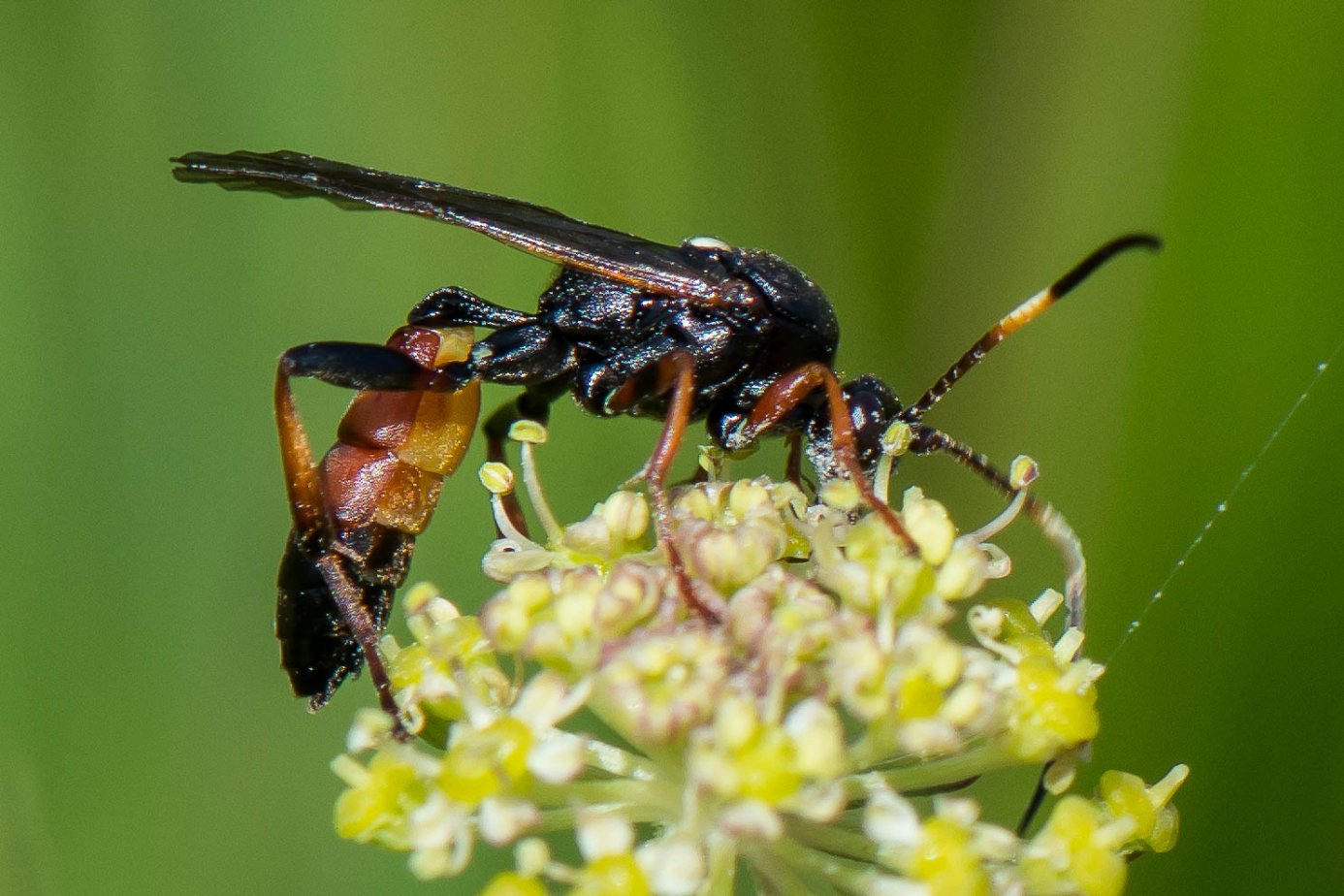 Réf. 241365 — INSECTA > Hymenoptera > Ichneumonidae > Ichneumonini ...