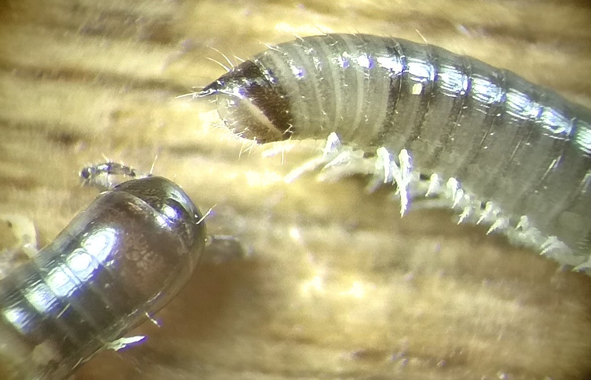 Réf. 241359 — DIPLOPODA > Julida > Julidae > Leptoiulus helveticus ...