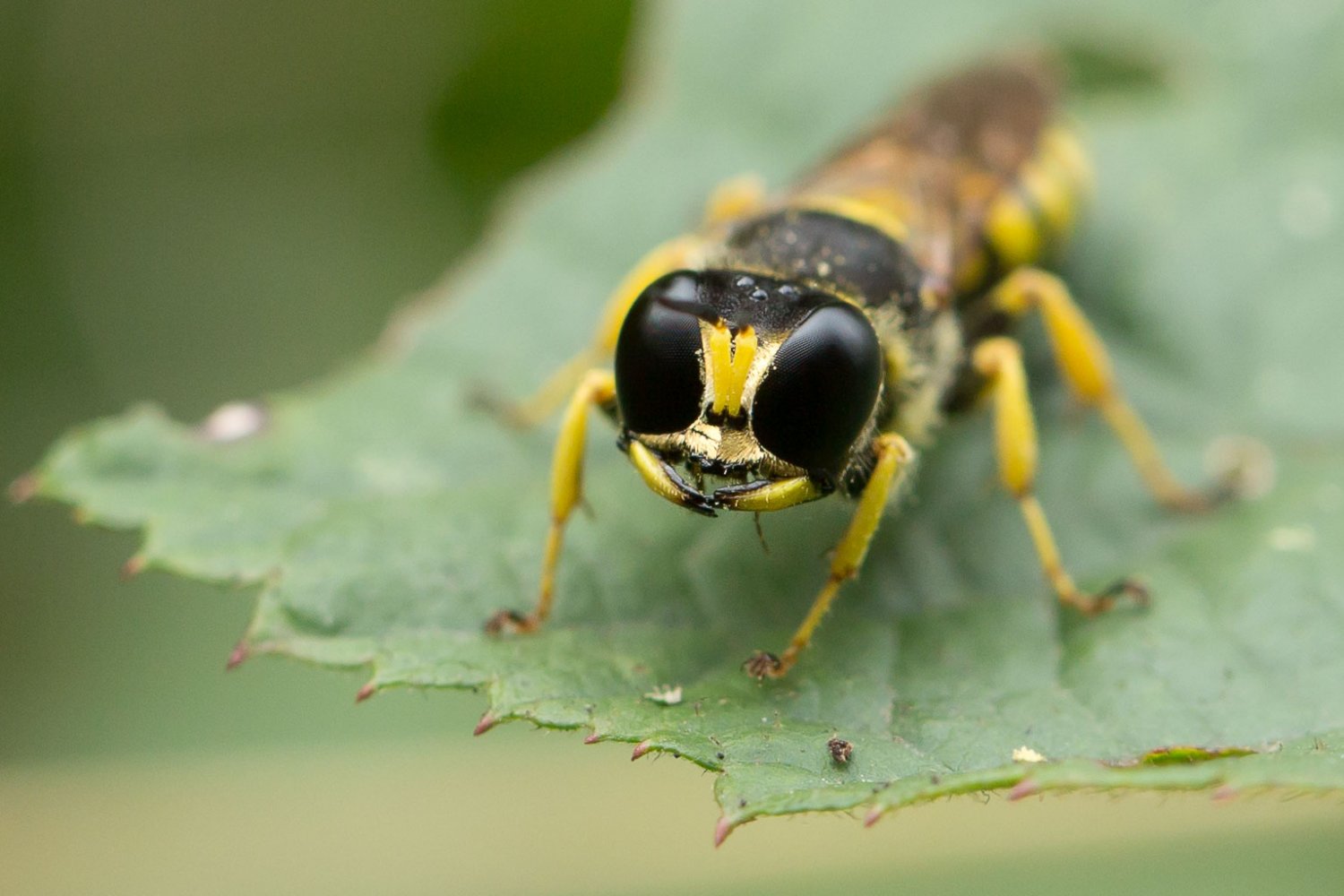 Réf. 241994 — INSECTA > Hymenoptera > Crabronidae > Ectemnius ...