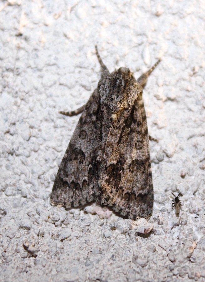 Réf. 242451 — INSECTA > Lepidoptera > Noctuidae > Acronicta (Viminia ...