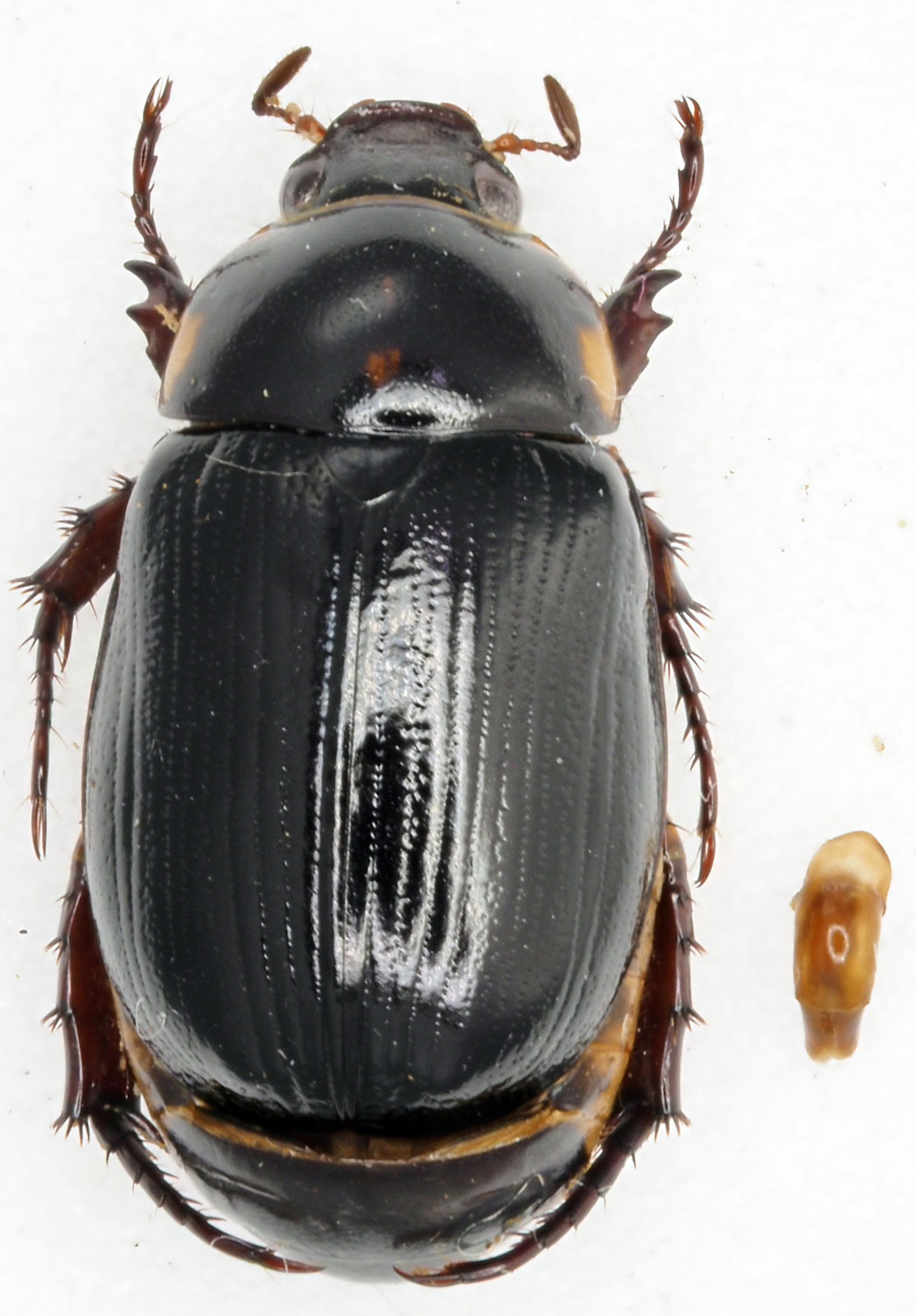 Réf. 242766 — INSECTA > Coleoptera > Scarabaeidae > Anomala (Aprosterna ...