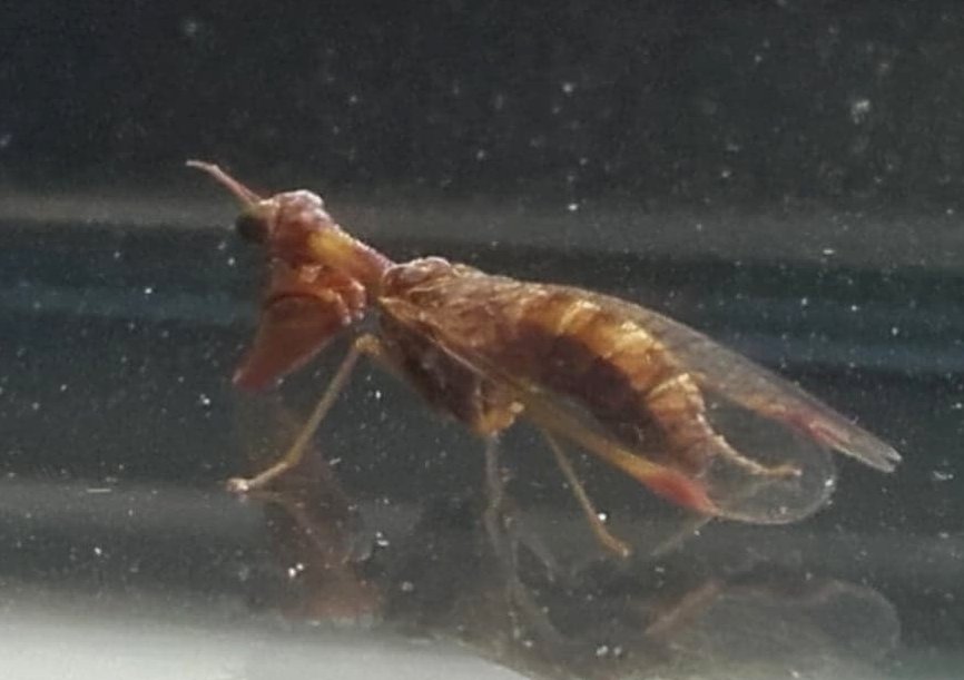 Réf. 242409 — INSECTA > Neuroptera > Mantispidae > Mantispa styriaca ...