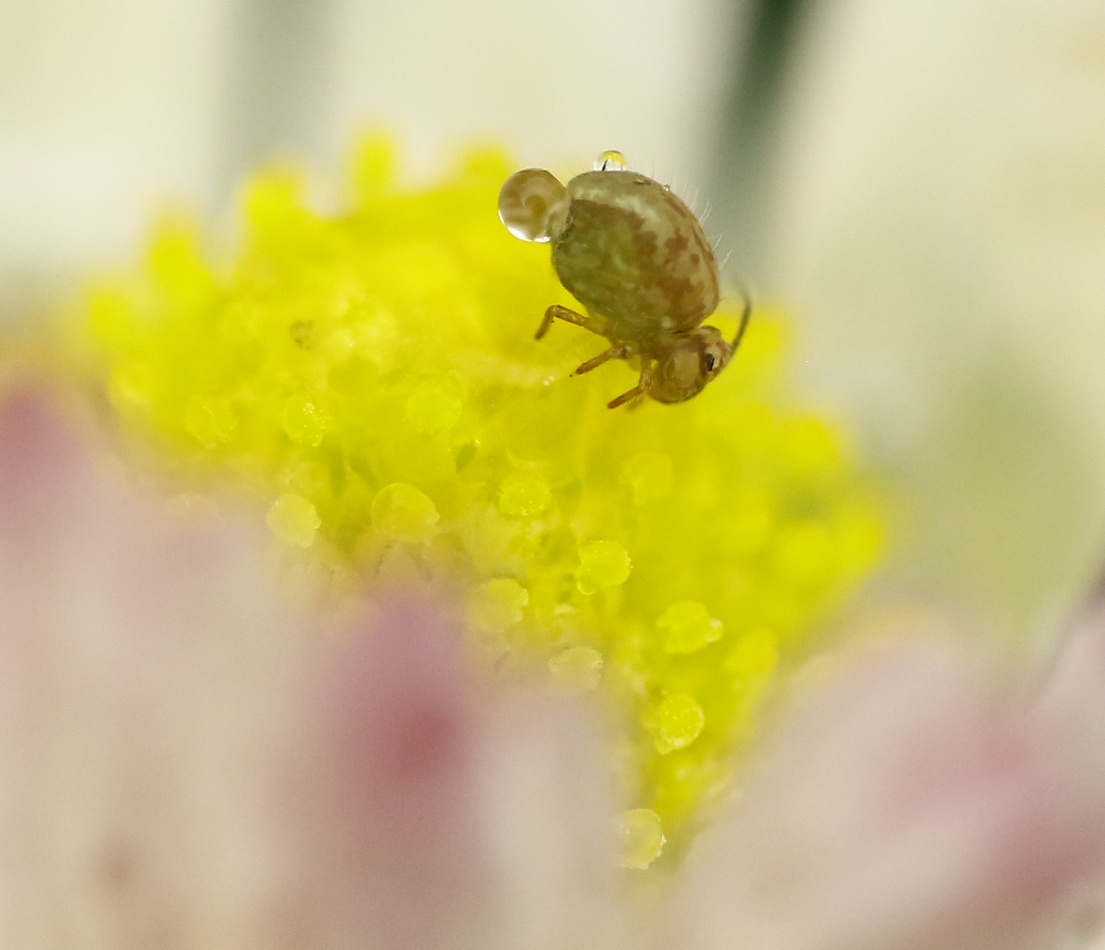 Réf. 243119 — ENTOGNATHA > Collembola > Sminthuridae > Sminthurus ...