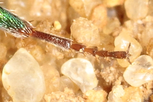 Réf. 243186 — INSECTA > Hymenoptera > Chrysididae > Hedychrum rutilans ...