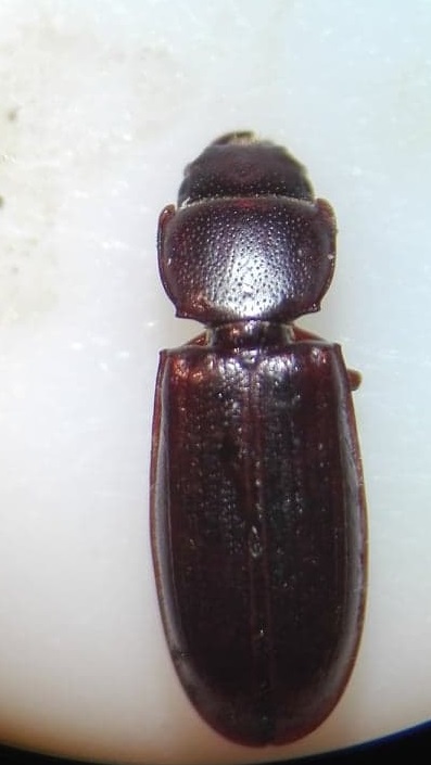 Réf. 243850 — INSECTA > Coleoptera > Trogossitidae > Tenebroides fuscus ...