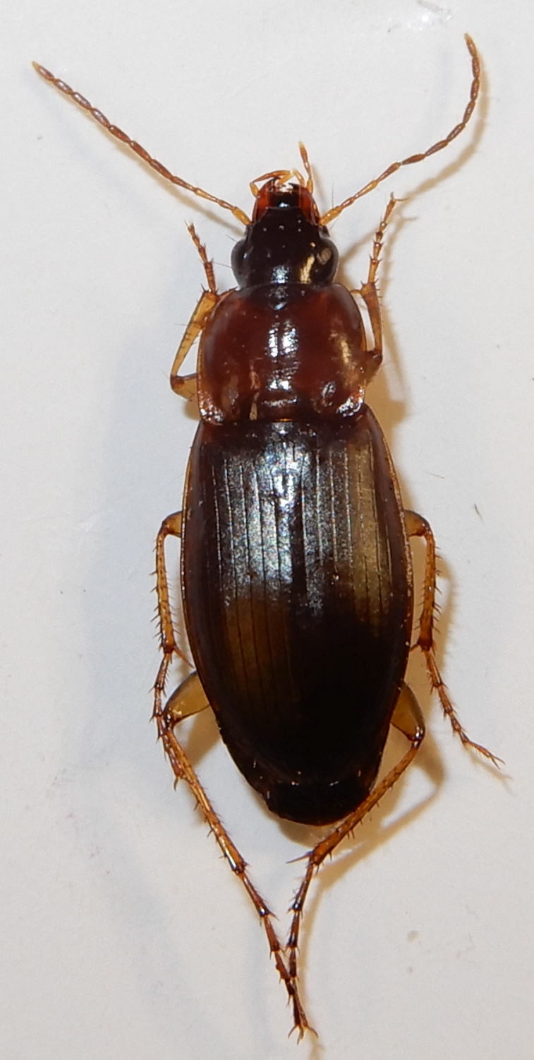 Réf. 243557 — INSECTA > Coleoptera > Carabidae > Calathus (Neocalathus ...