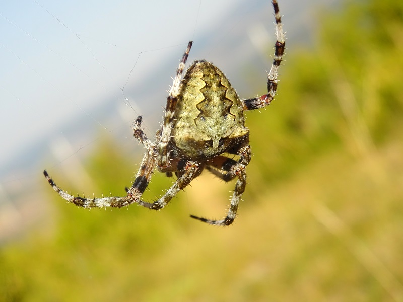 Réf. 243236 — ARACHNIDA > Araneae > Araneidae > Araneus angulatus - www ...