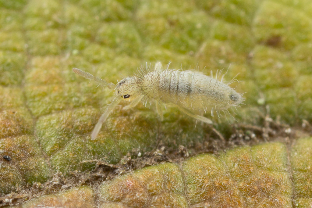 Réf. 243223 — ENTOGNATHA > Collembola > Entomobryidae > Entomobrya ...