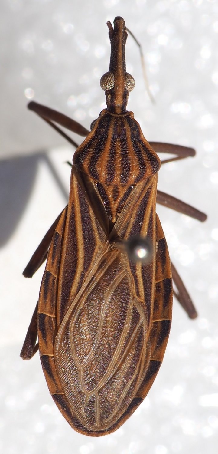 Réf. 243170 — INSECTA > Heteroptera > Reduviidae > Rhodnius robustus ...