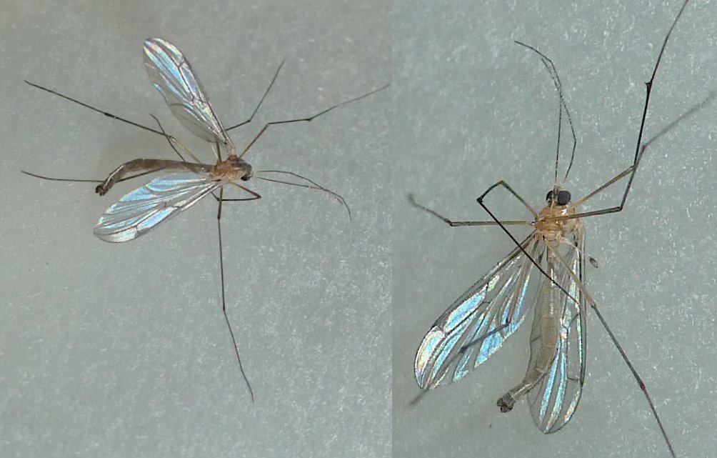 Réf. 243914 — INSECTA > Diptera > Bolitophilidae > Bolitophila ...