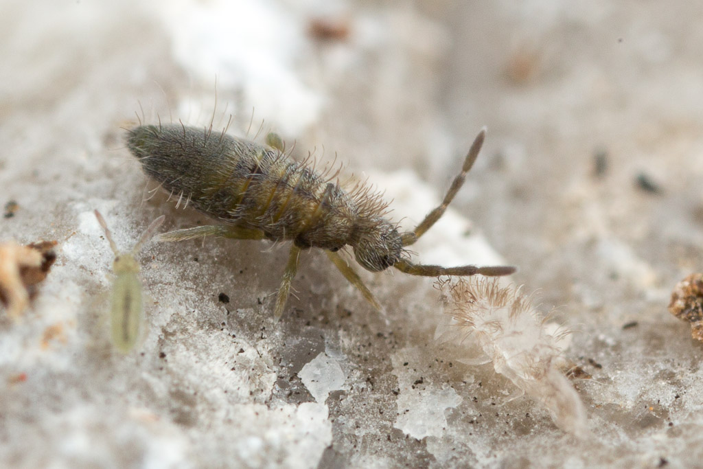 Réf. 244920 — ENTOGNATHA > Collembola > Entomobryidae > Entomobrya ...