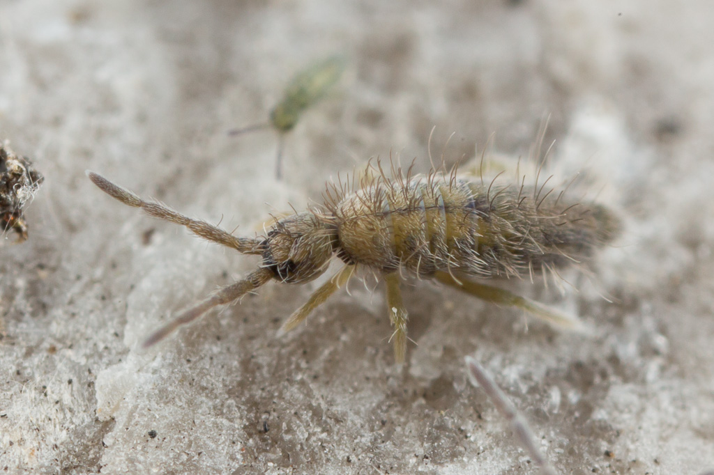 Réf. 244919 — ENTOGNATHA > Collembola > Entomobryidae > Entomobrya ...