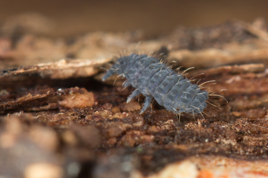 Réf. 244702 — ENTOGNATHA > Collembola > Neanuridae > Deutonura ...