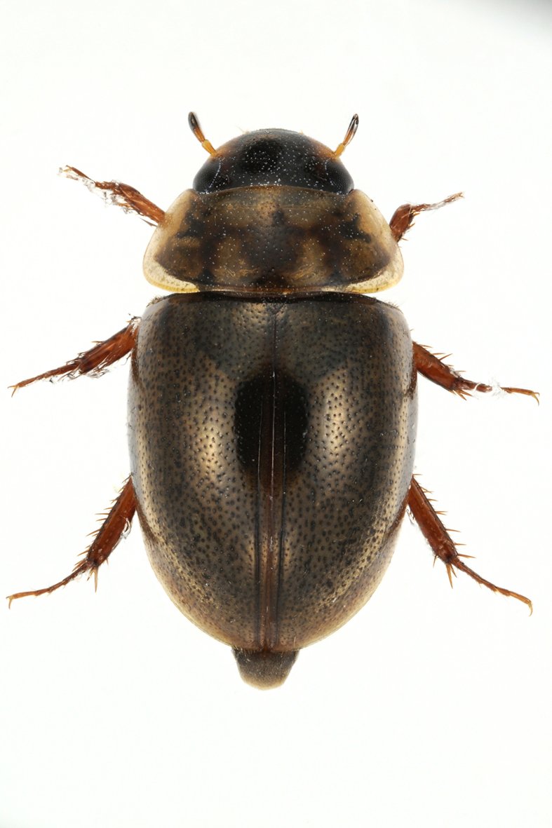 Anacaena bipustulata (Insecta, Coleoptera, Hydrophilidae) - www.galerie ...