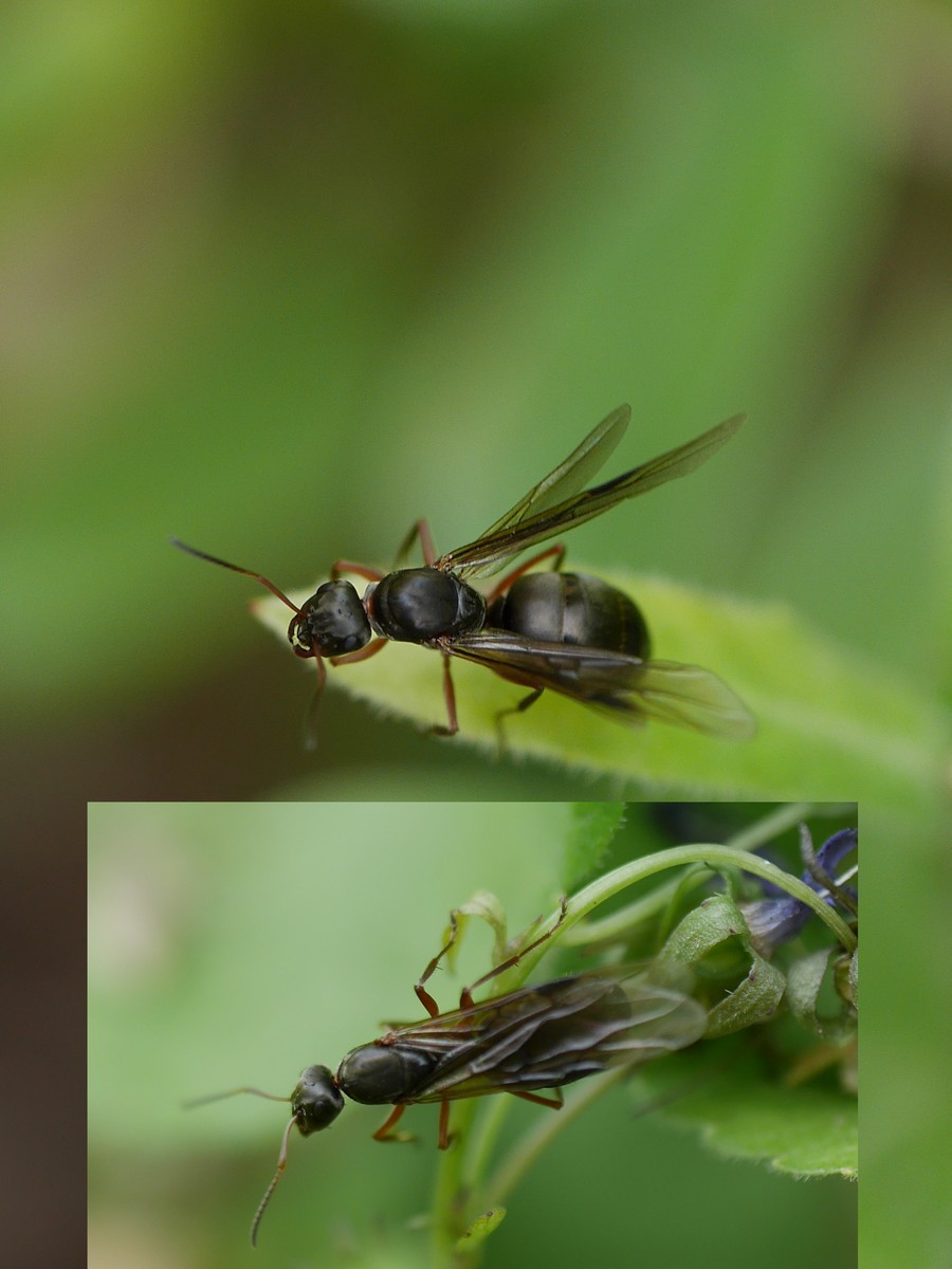 Réf. 244946 — INSECTA > Hymenoptera > Formicidae > Formica ...