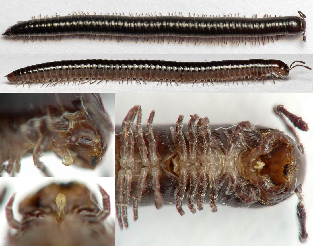 Réf. 244806 — DIPLOPODA > Julida > Julidae > Julus scandinavius - www ...