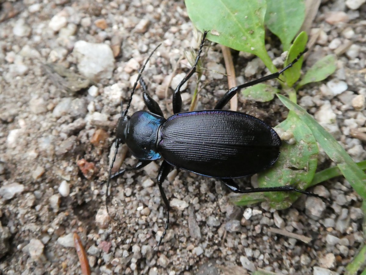 Réf. 245100 — INSECTA > Coleoptera > Carabidae > Carabus (Megodontus ...