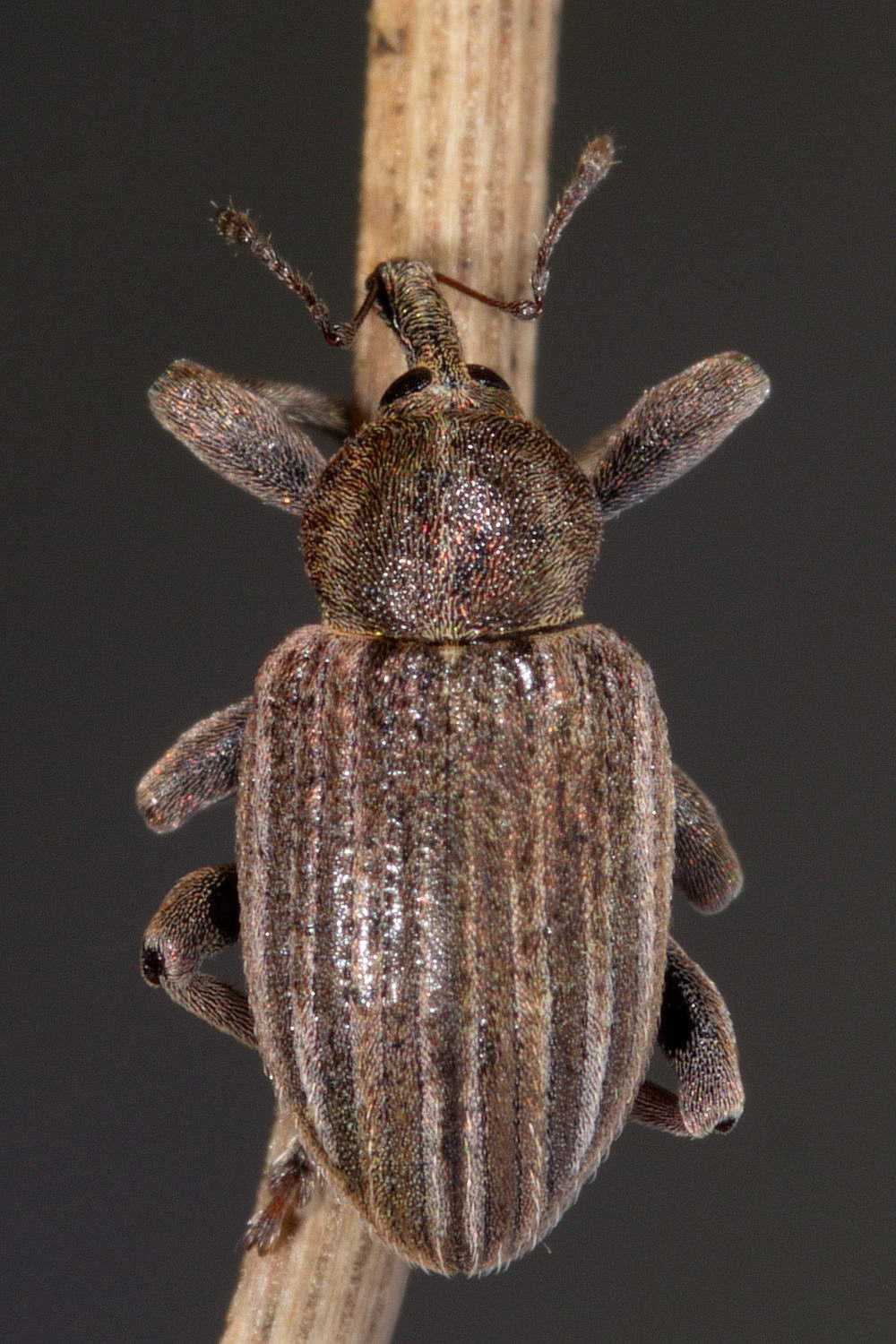 Réf. 245439 — INSECTA > Coleoptera > Curculionidae > Hypera (Dapalinus ...