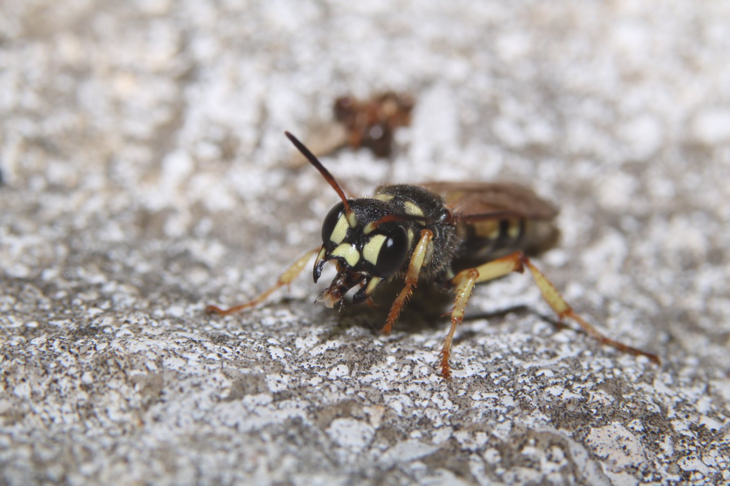 Réf. 245525 — INSECTA > Hymenoptera > Philanthidae > Cerceris ...