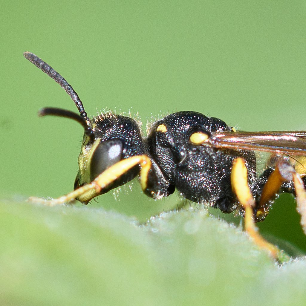 Réf. 245784 — INSECTA > Hymenoptera > Philanthidae > Cerceris rybyensis ...