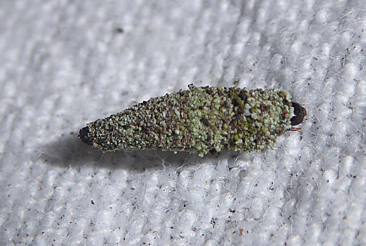 Réf. 245773 — INSECTA > Lepidoptera > Psychidae > Dahlica sp. - www ...