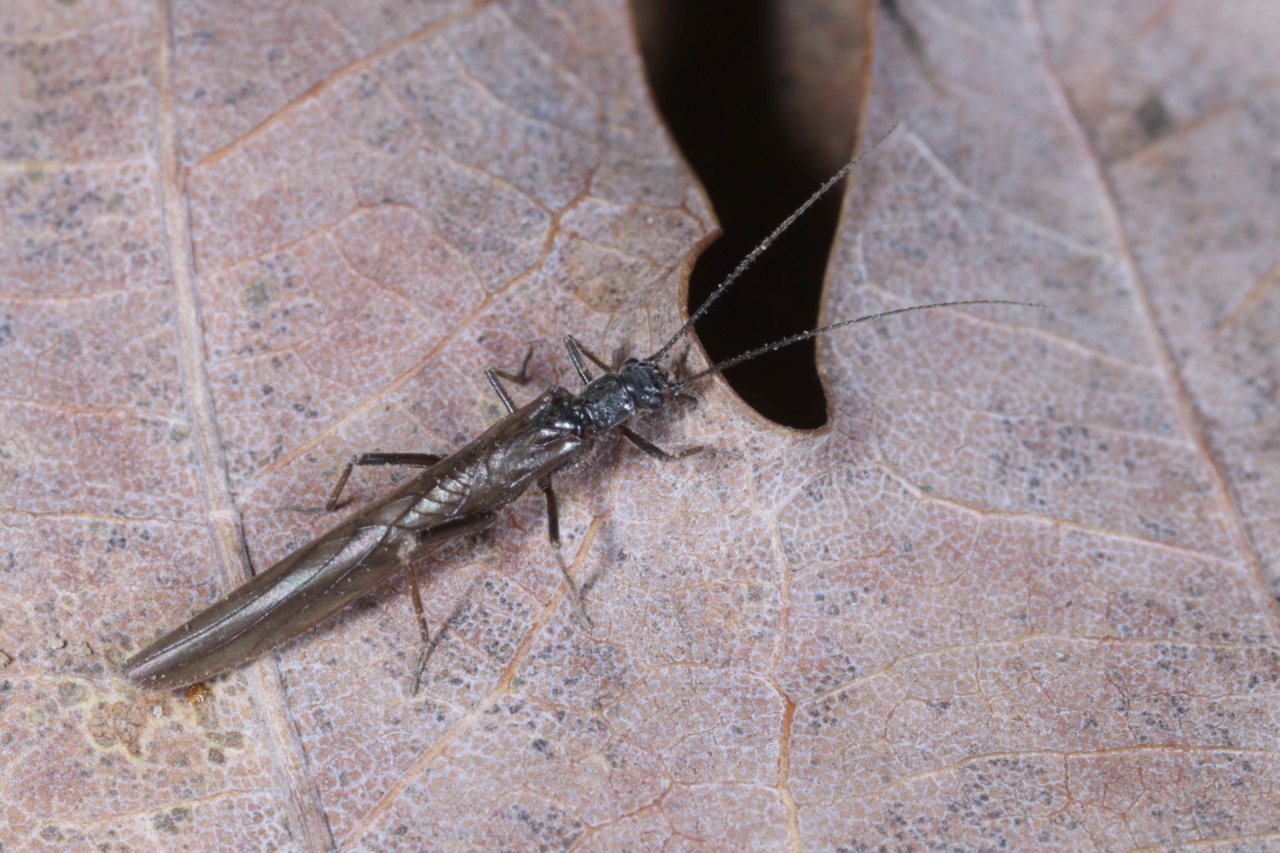 Réf. 245707 — INSECTA > Plecoptera > Leuctridae > Leuctra sp. - www ...