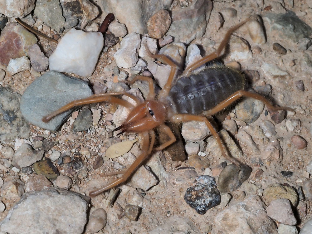 Réf. 245253 — ARACHNIDA > Solifugae > Solpugidae > Inconnu inconnu ...